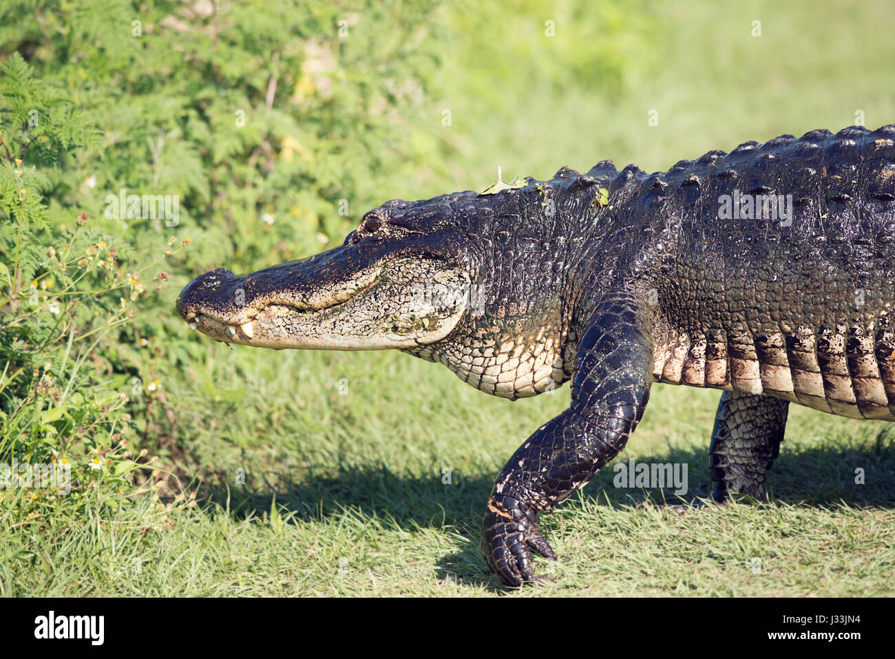 Alligator walking hi-res stock photography and images - Alamy
