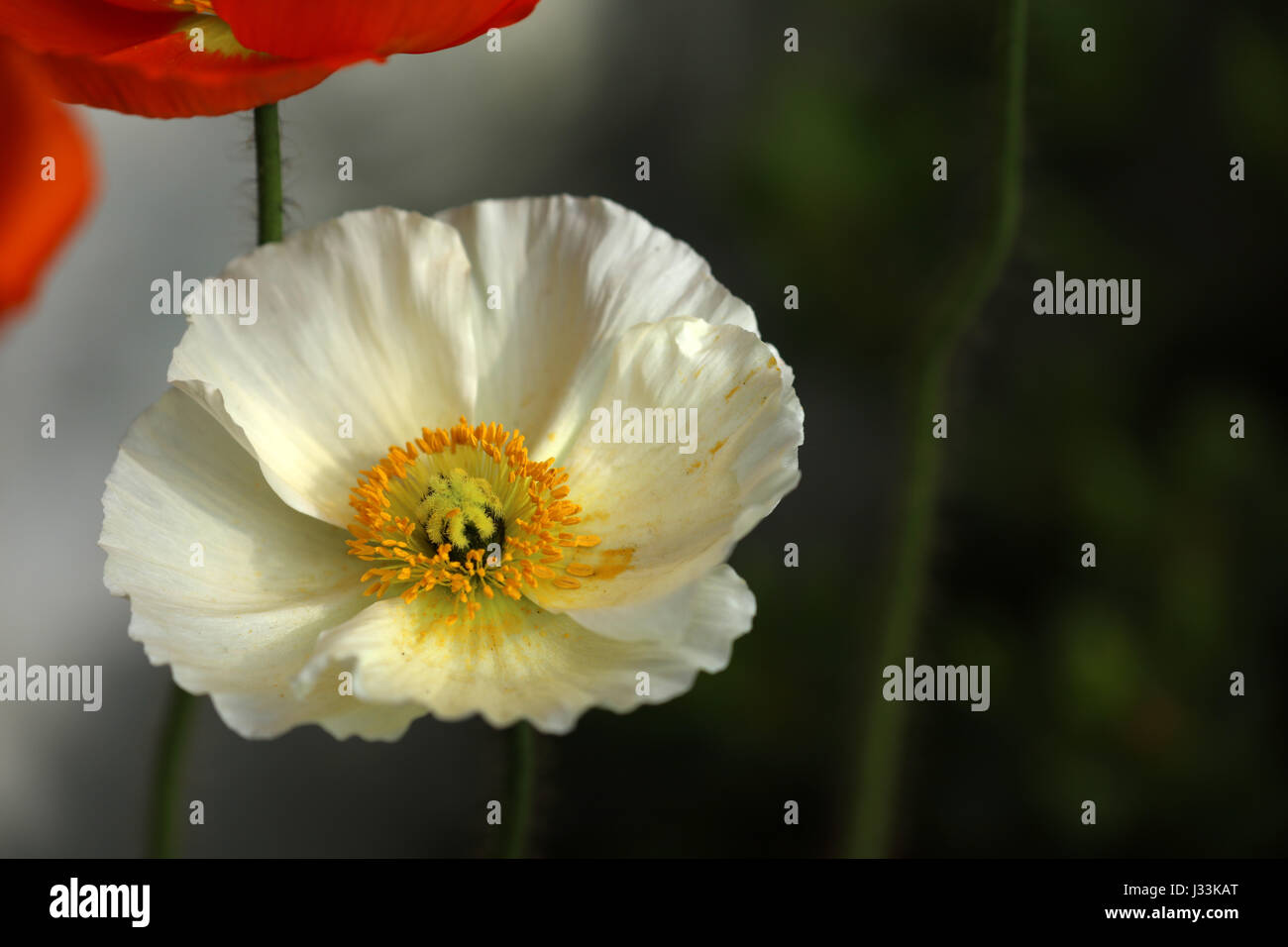 Mohn foto hi-res stock photography and images - Alamy