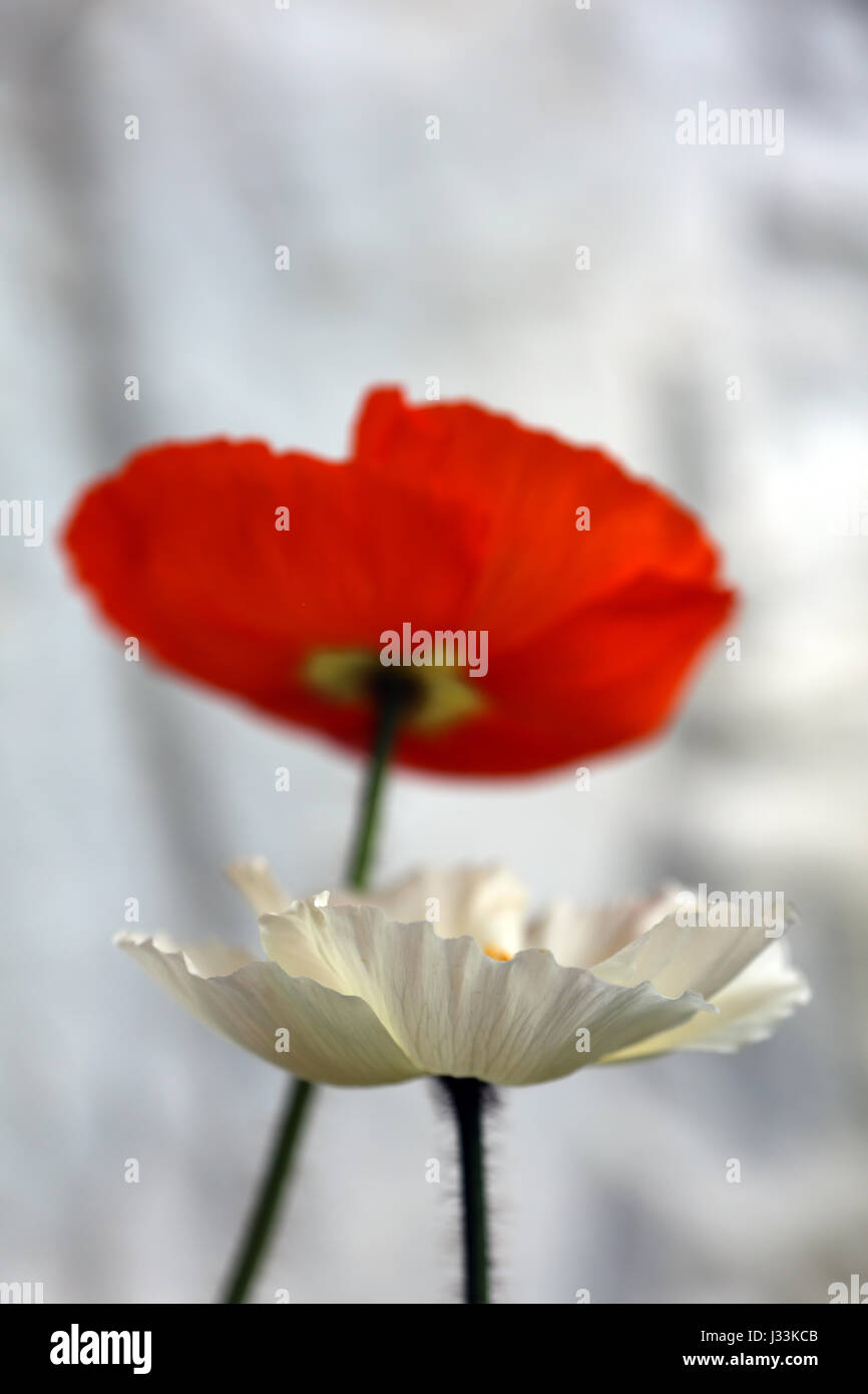 Weißer mohn hi-res stock photography and images - Alamy