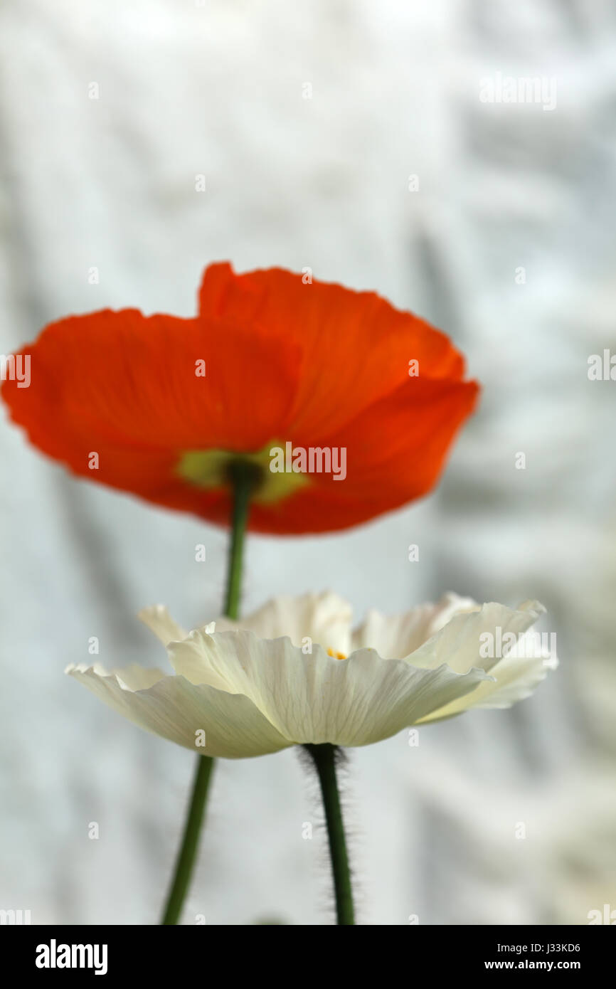 Mohn foto hi-res stock photography and images - Alamy