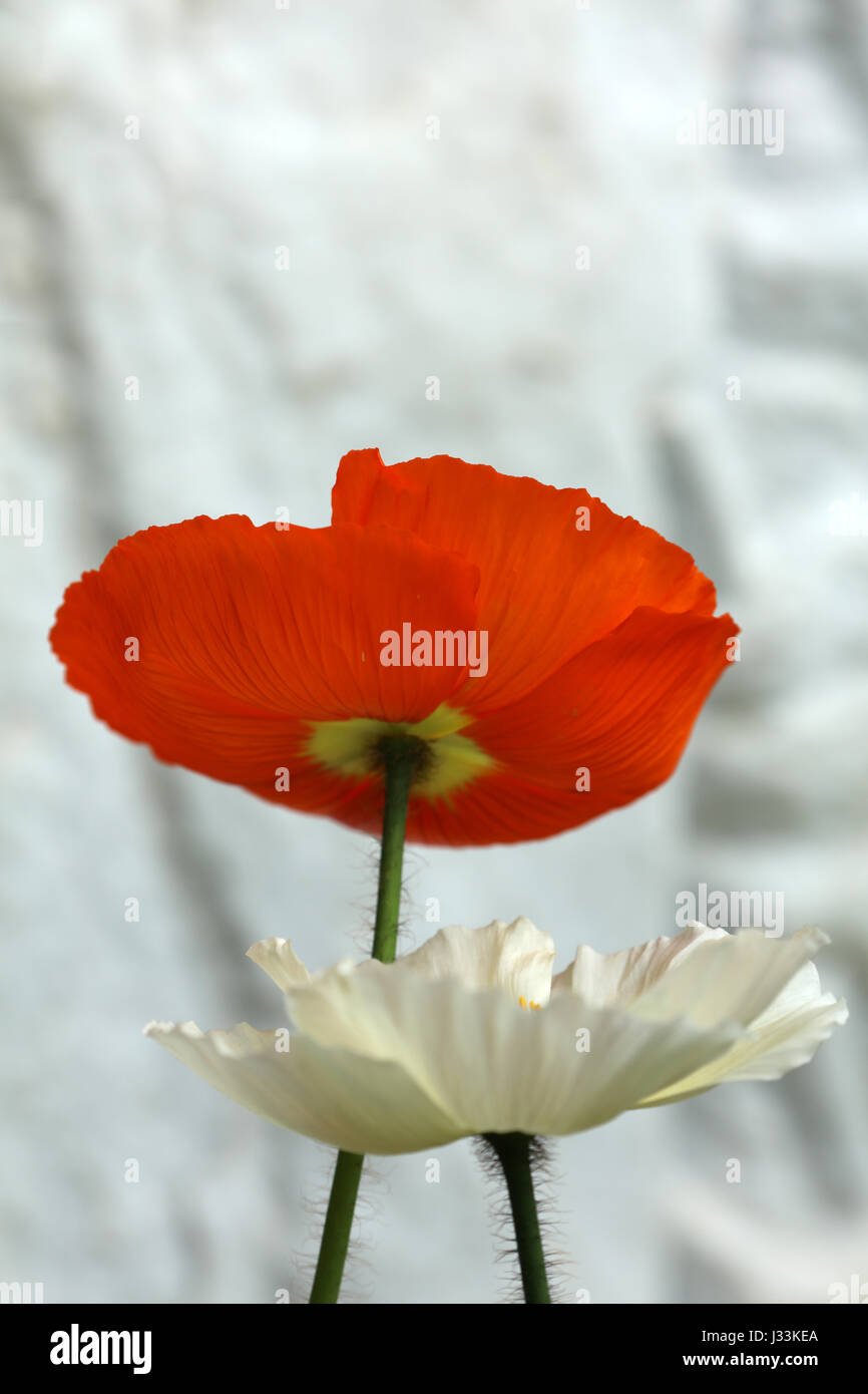 Mohn foto hi-res stock photography and images - Alamy