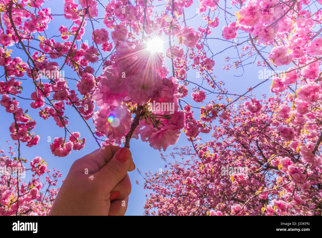 A pink cherry tree branch is held up to a sunshine starburst under a ...