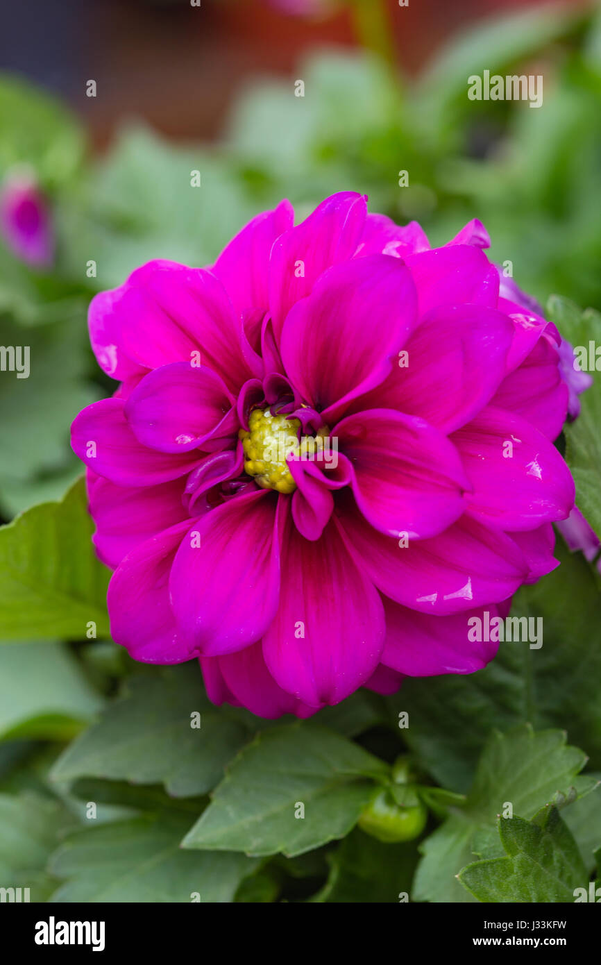 Portrait layout closeup of beautiful raspberry red dahlia flower Stock ...