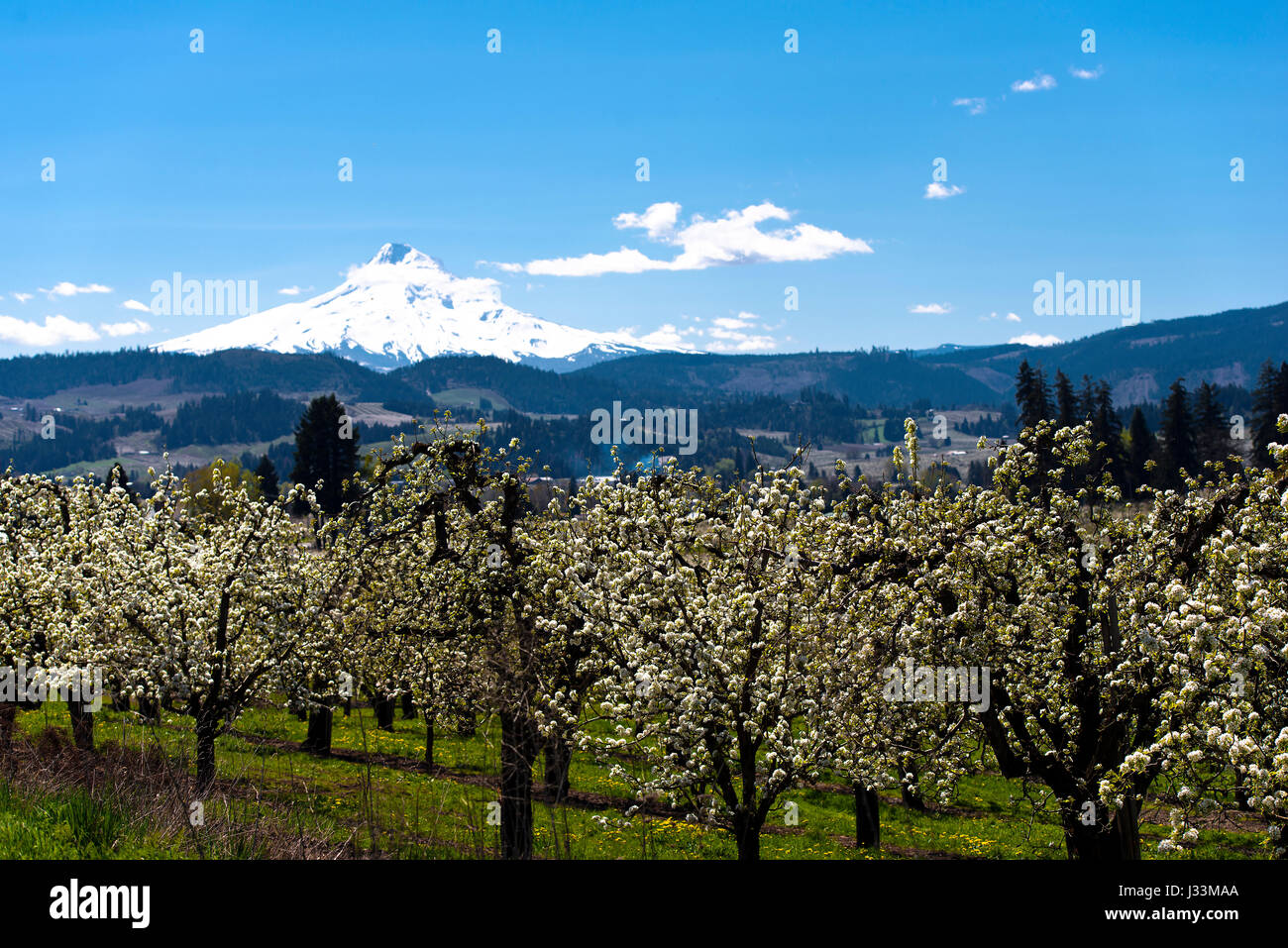Valley of white spring flowering orchards on the background of snowy ...