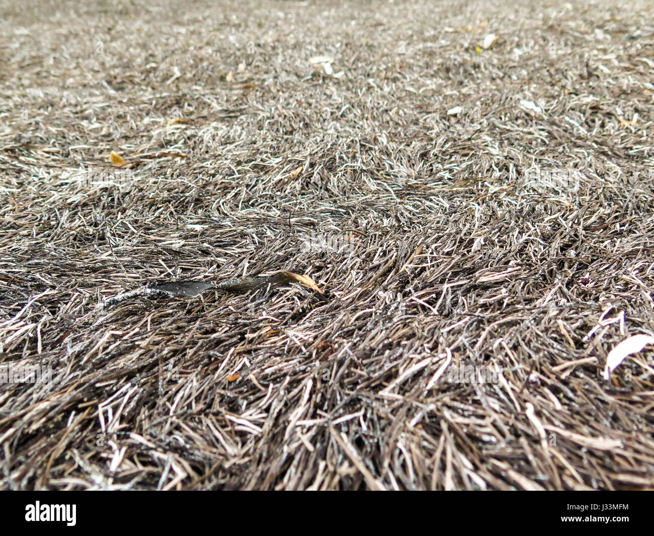 Closeup detail of dried algae in the beach Stock Photo - Alamy
