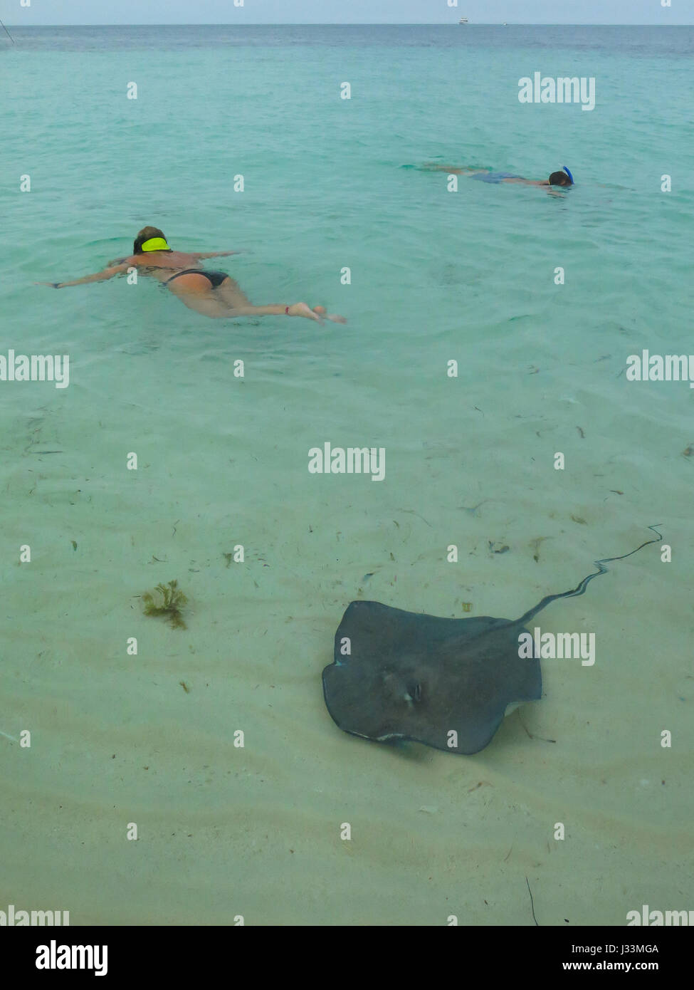 Swimming with sting rays hi-res stock photography and images - Alamy