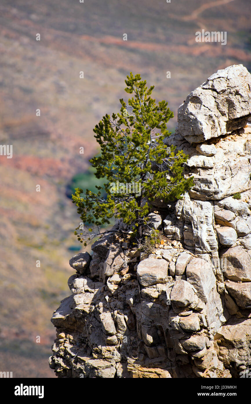Tentacles cliffs hi-res stock photography and images - Alamy