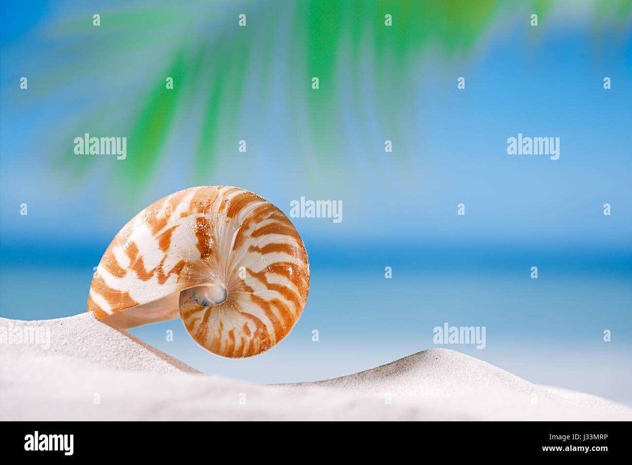 nautilus shell on white beach sand and blue seascape background Stock ...
