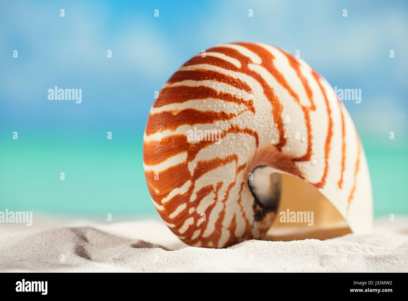 nautilus shell on white beach sand and blue seascape background Stock ...