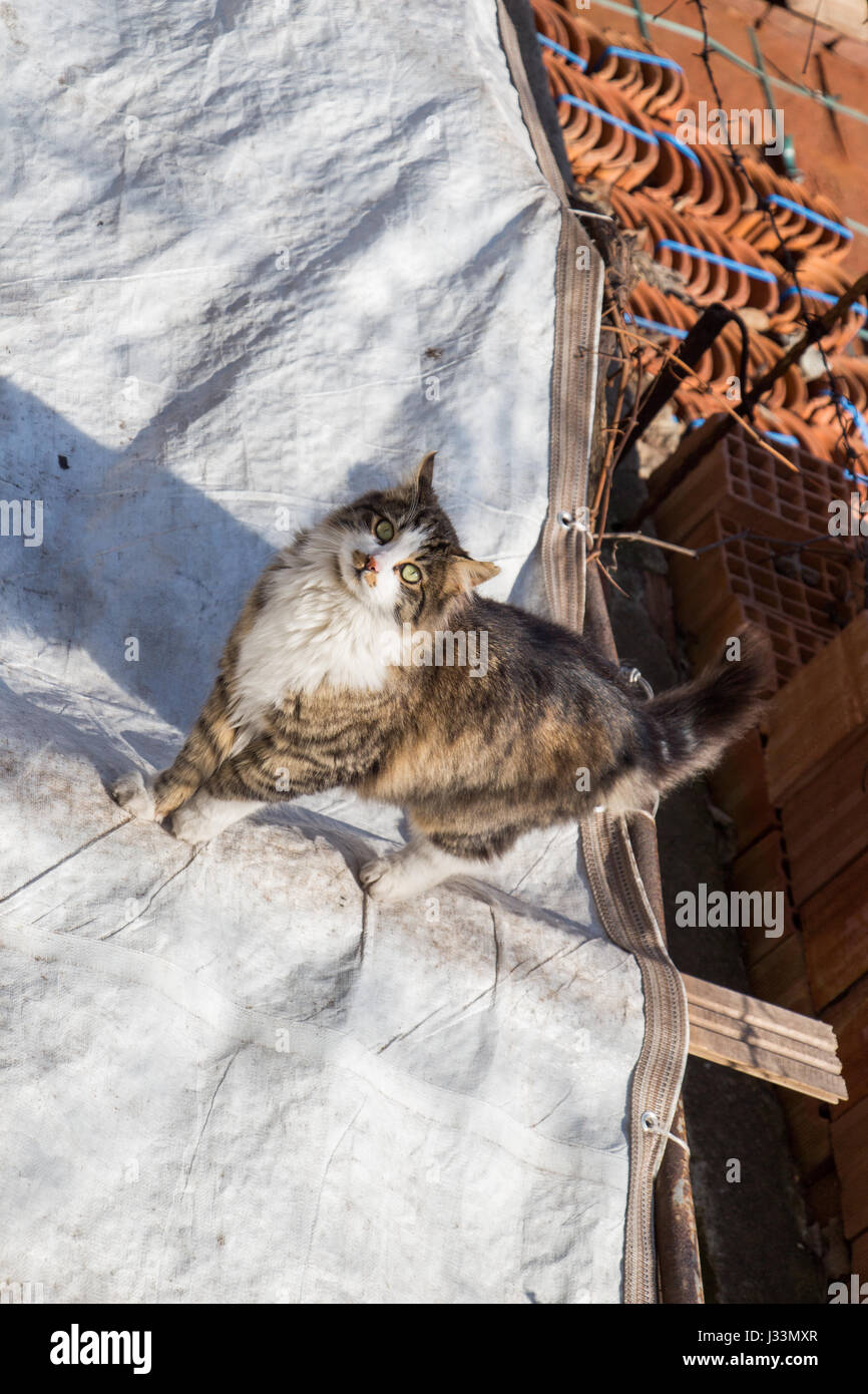 Another portrait of the homeless street cat Stock Photo - Alamy