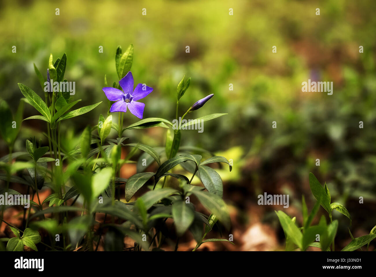 Blue periwinkle flower. Wild Vinca Periwinkle. Spring forest Stock ...