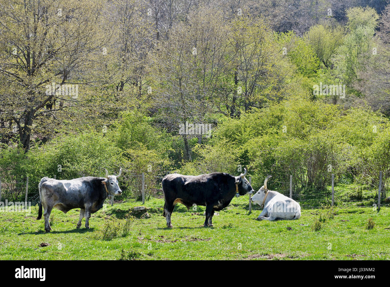 Three cows in a green field near a forest Stock Photo - Alamy