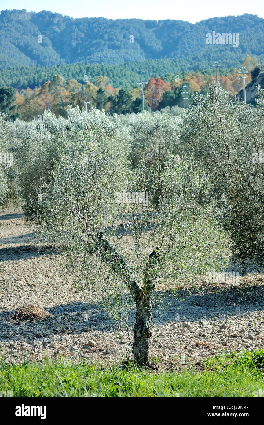 Olive trees in a rural landscape in Apulia, Italy, Europe Stock Photo ...