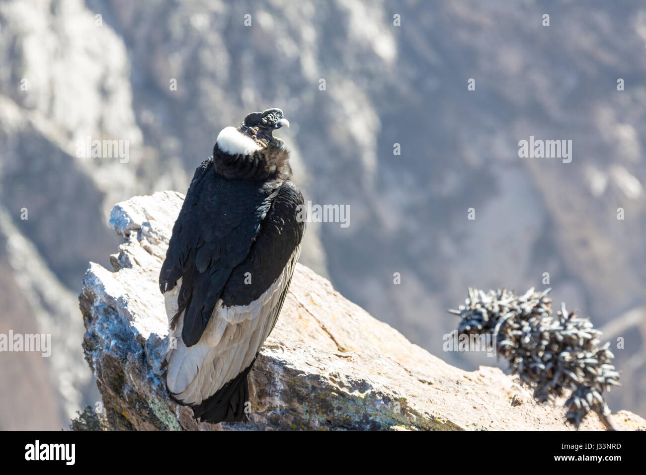 Condor at Colca canyon sitting,Peru,South America. This is a condor the ...