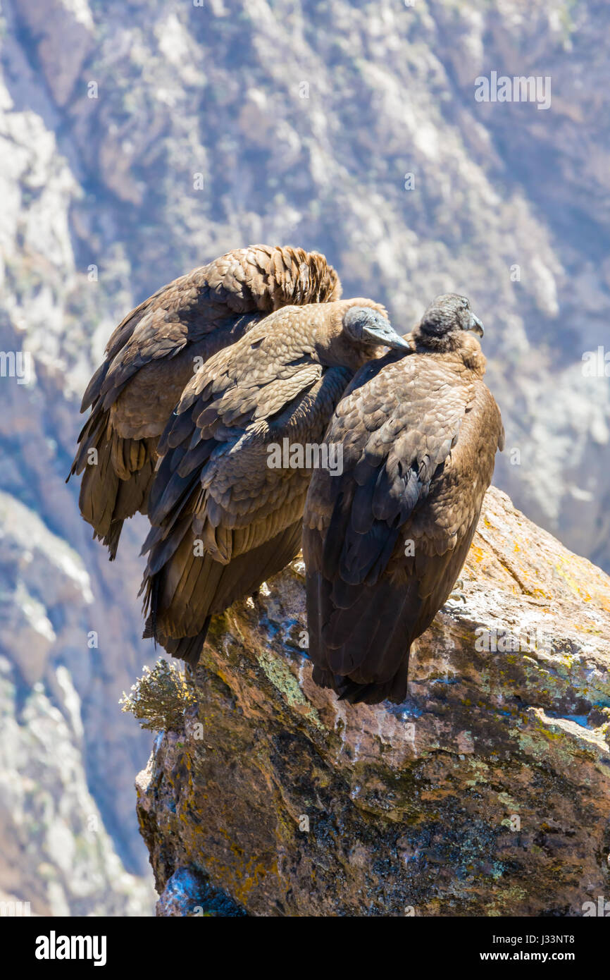 Three Condors at Colca canyon sitting,Peru,South America. This is a ...