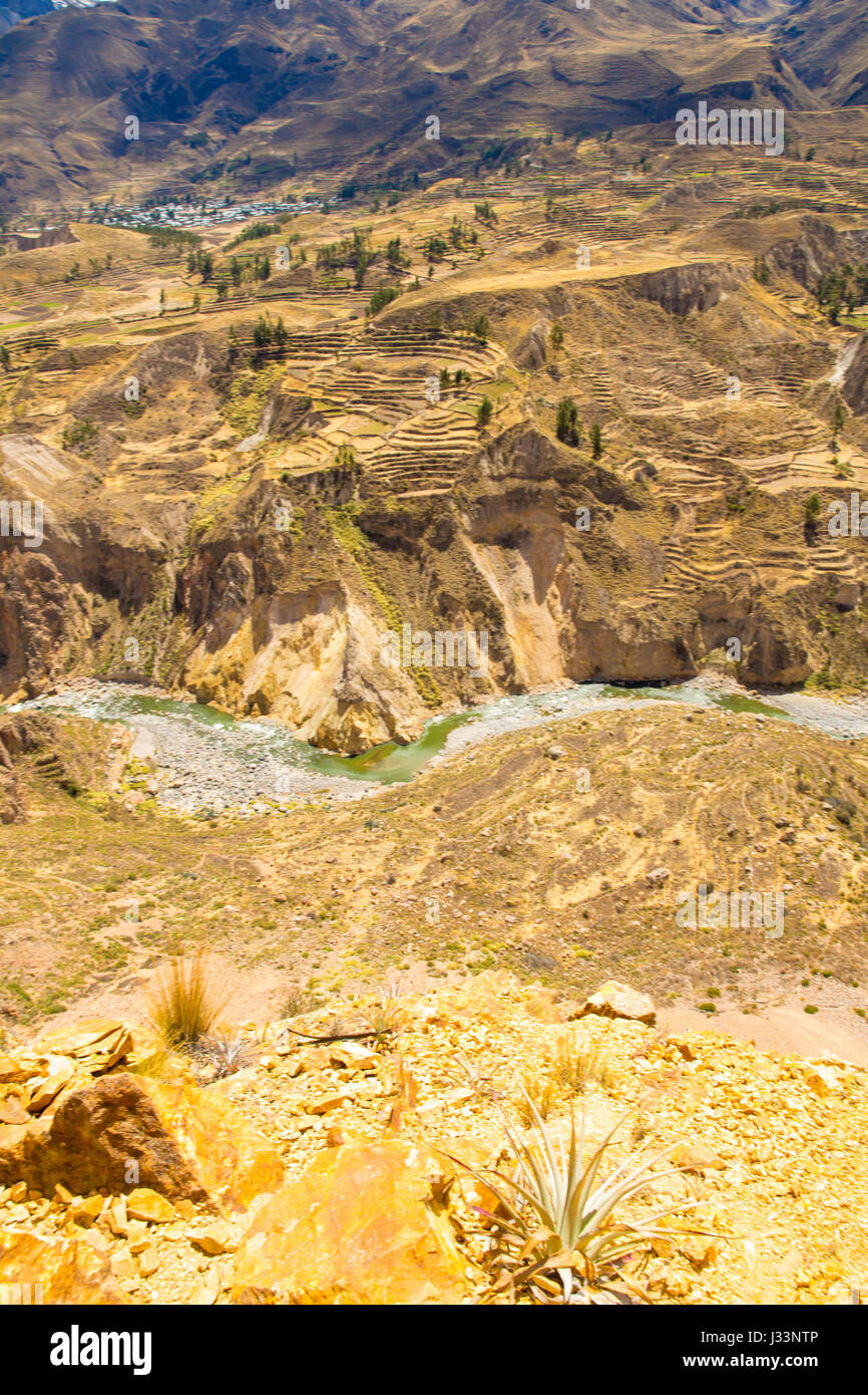 Colca Canyon, Peru,South America. Incas to build Farming terraces with ...