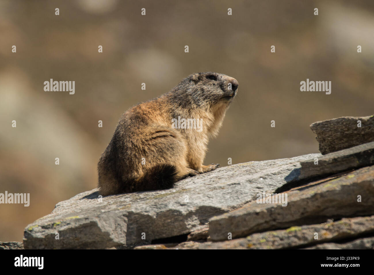 Marmot wildlife of the Grand Paradis National Park of Italy Stock Photo ...