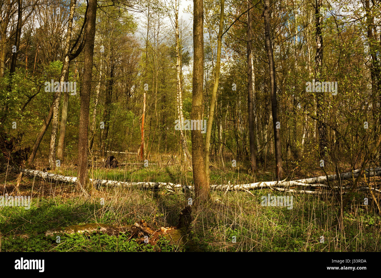 Dense scrub hi-res stock photography and images - Alamy