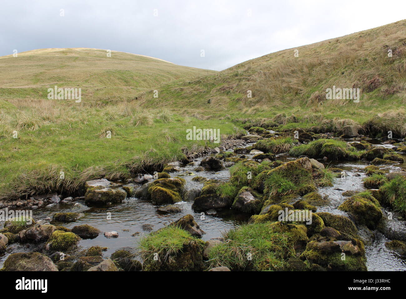 geese looking wary and alert in field near village of fintry,scotland ...