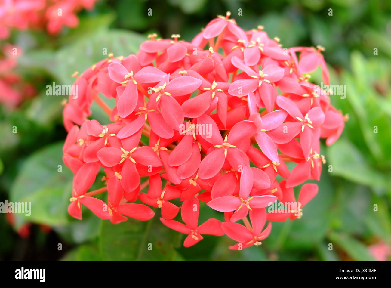 Lxora hi-res stock photography and images - Alamy