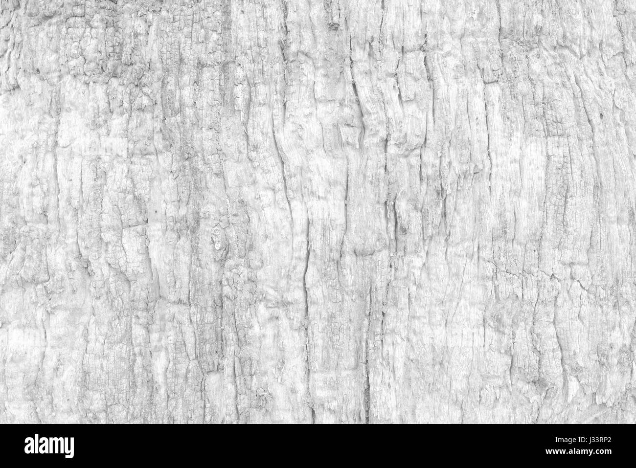 White Bark Texture Background Stock Photo - Alamy