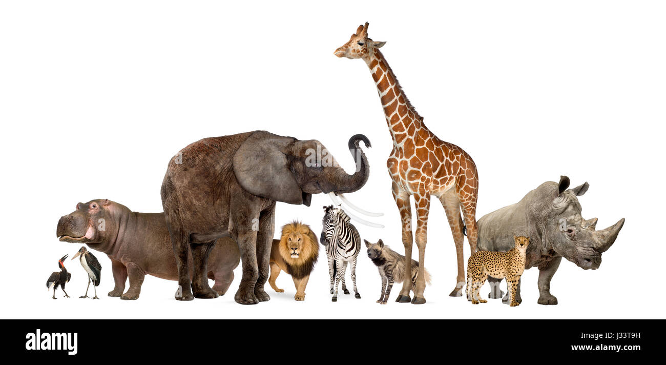 Collection of wildlife animals, isolated on white Stock Photo - Alamy