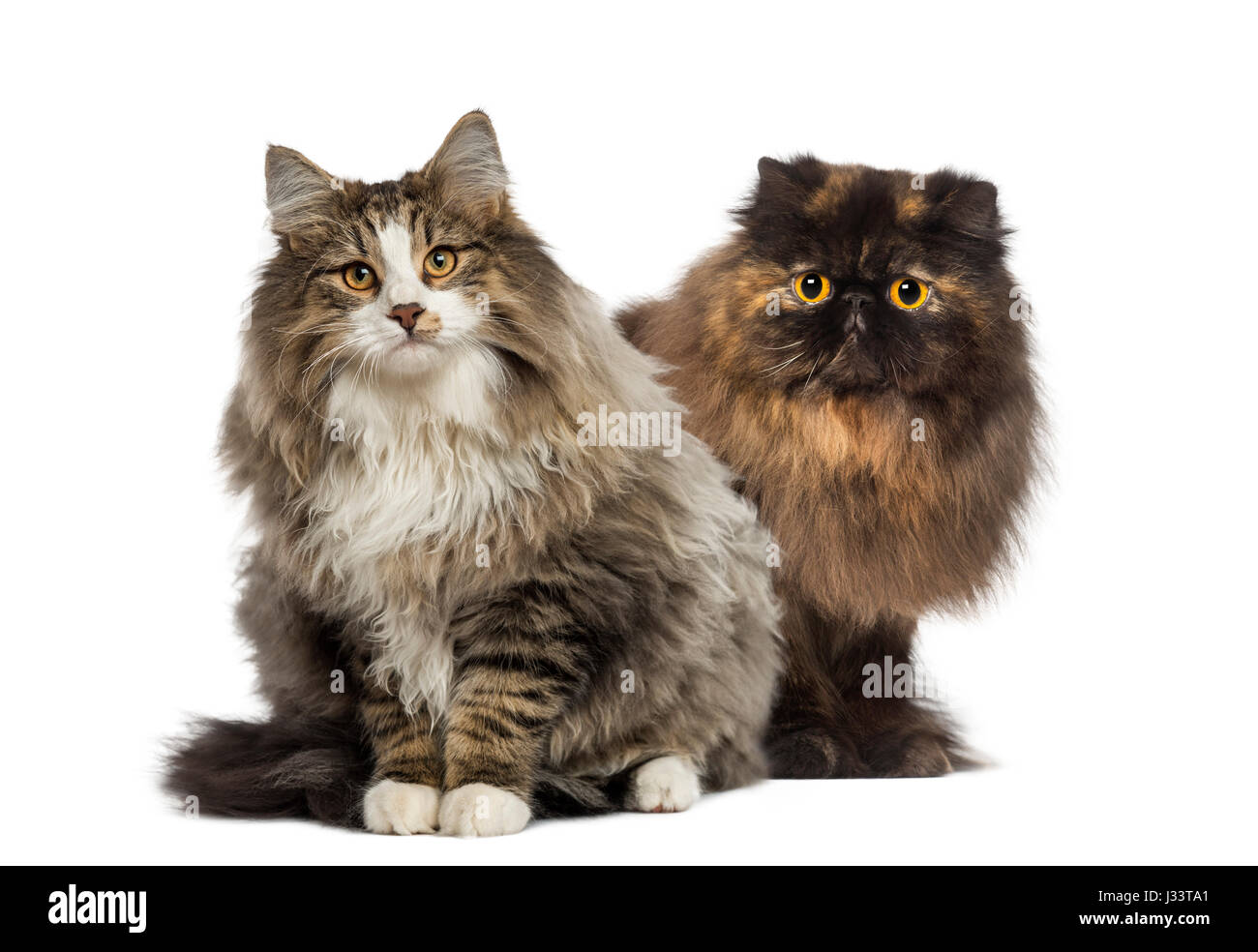 Norwegian cat sitting isolated Cut Out Stock Images & Pictures - Alamy