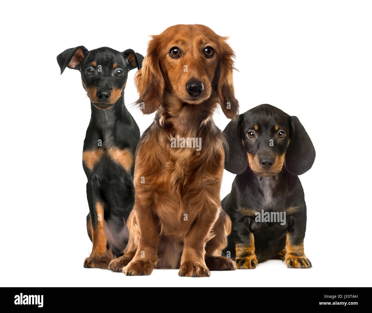 Three dogs sitting, isolated on white Stock Photo - Alamy