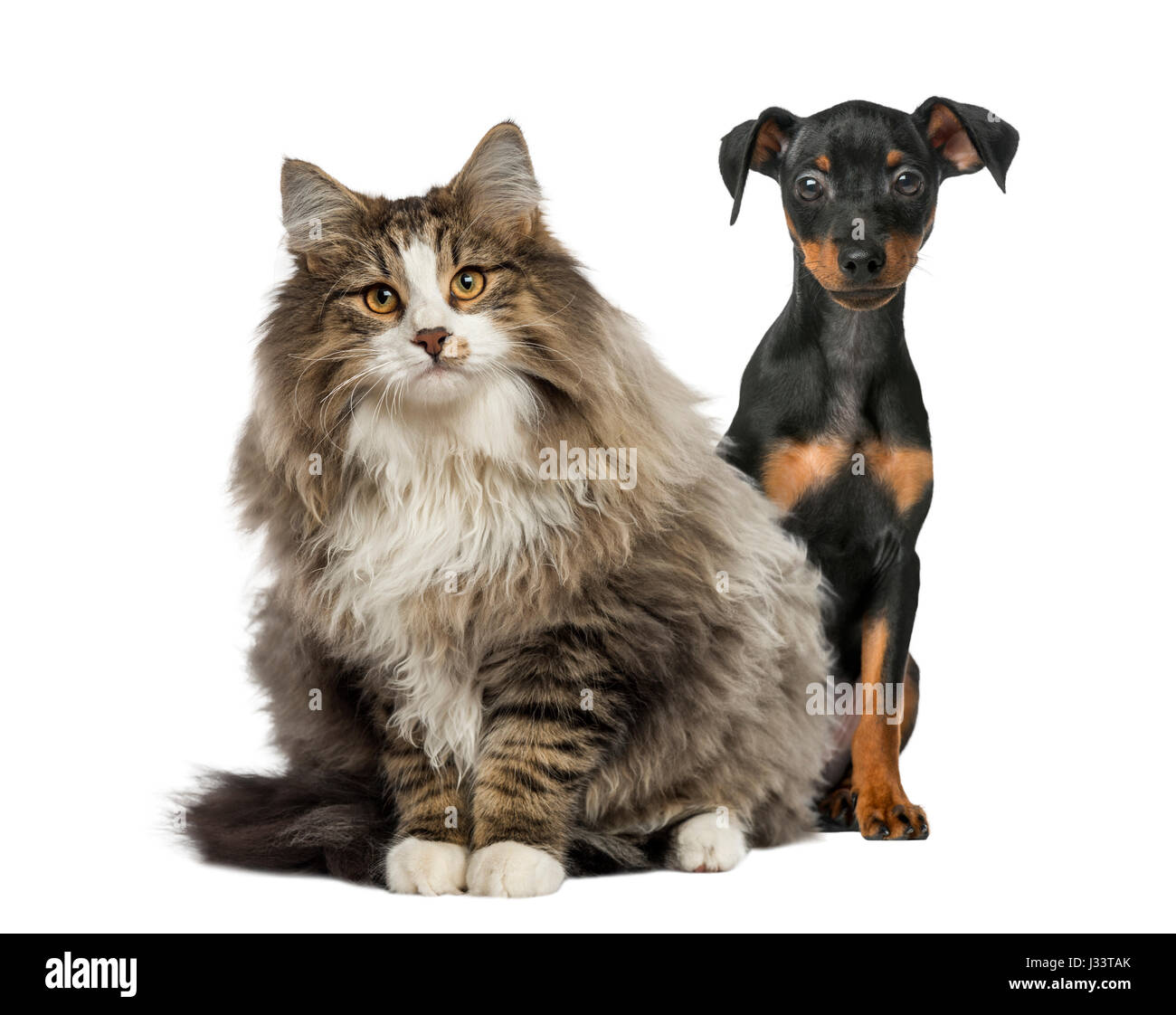 Norwegian cat sitting isolated Cut Out Stock Images & Pictures - Alamy