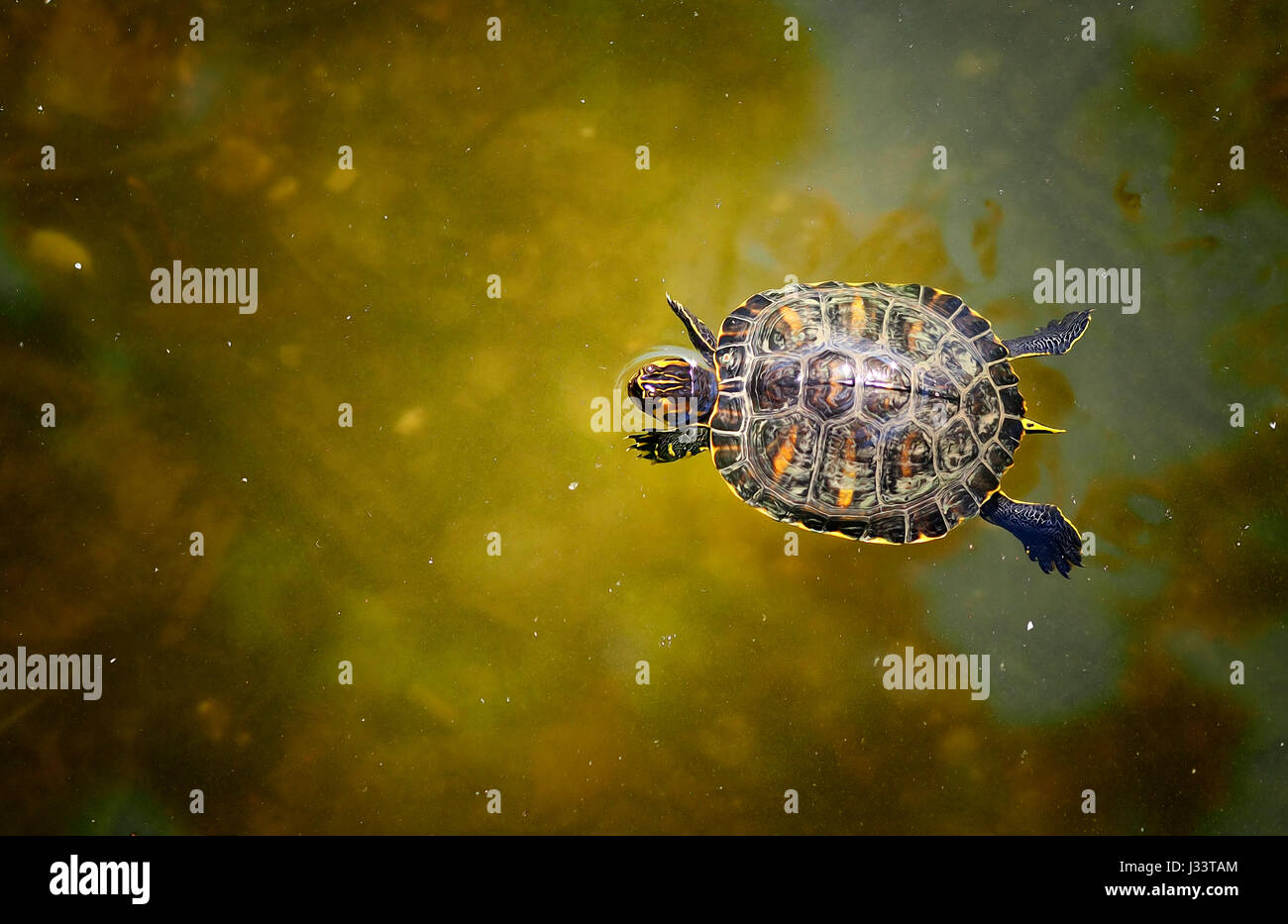 Turtle shell top view hi-res stock photography and images - Alamy