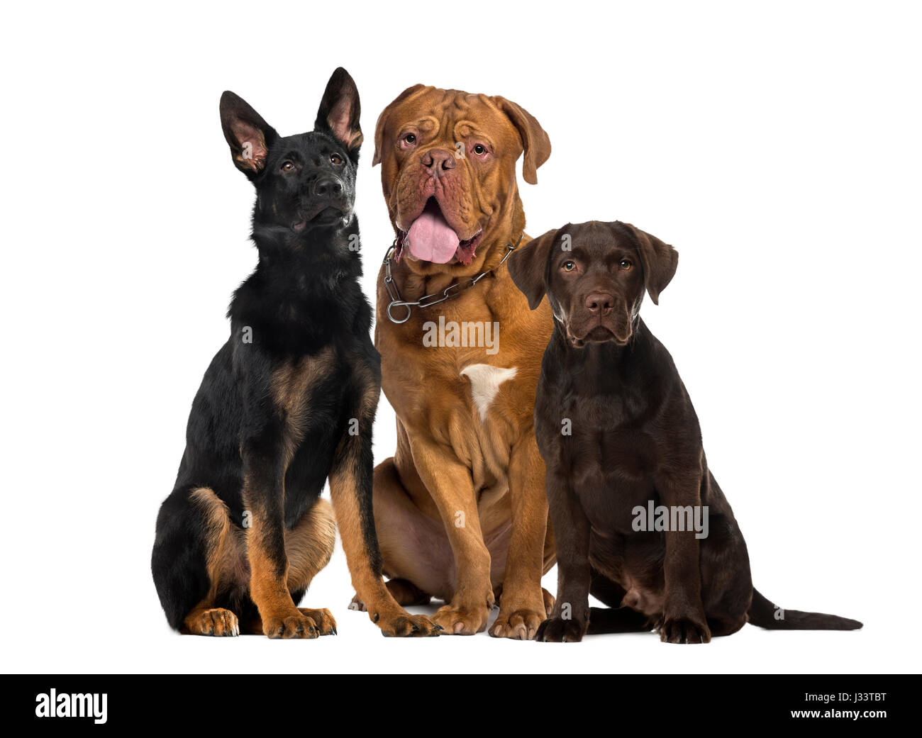 Three people and dogs Cut Out Stock Images & Pictures - Alamy