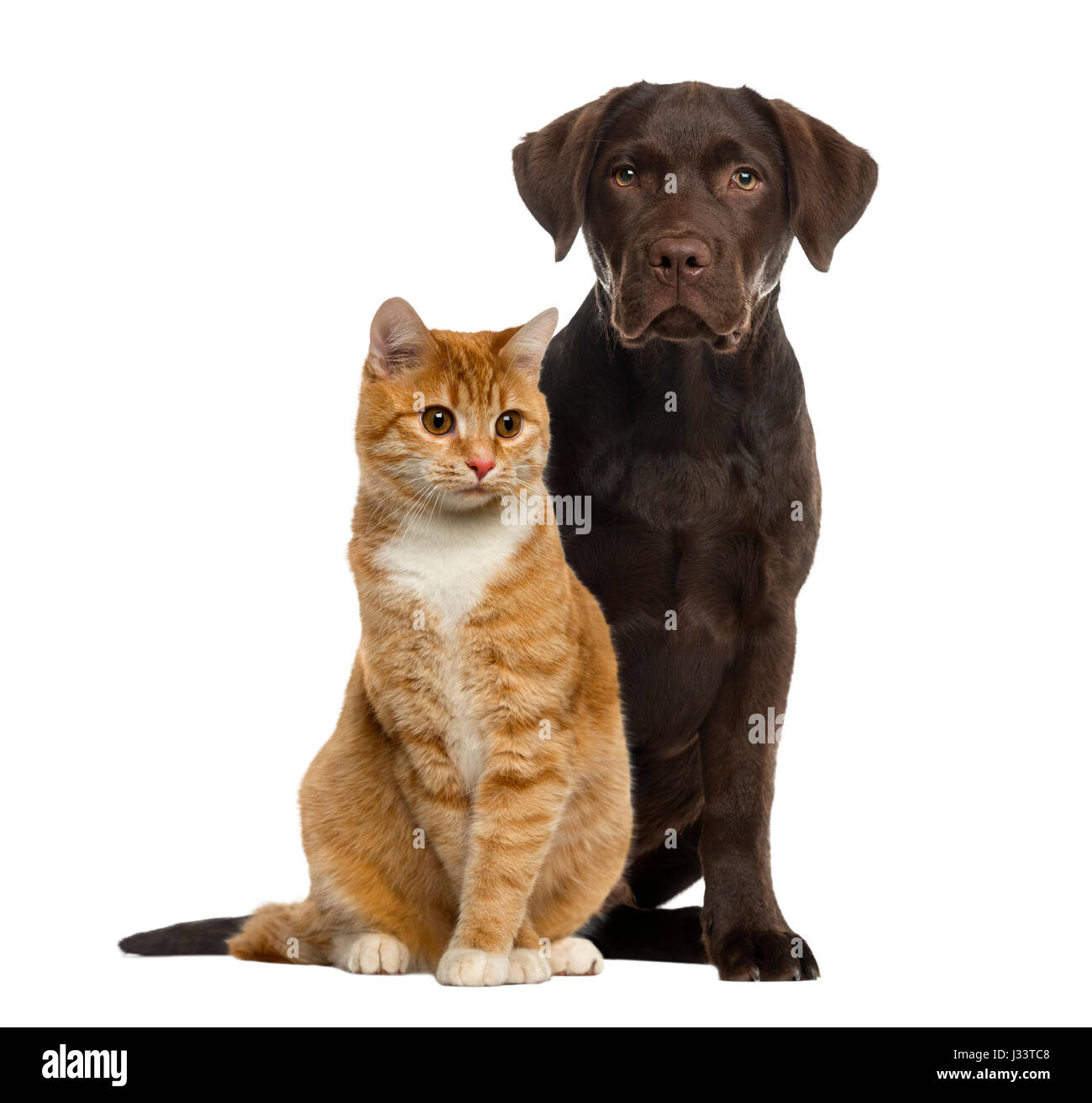 Cat facing dog Cut Out Stock Images & Pictures - Alamy