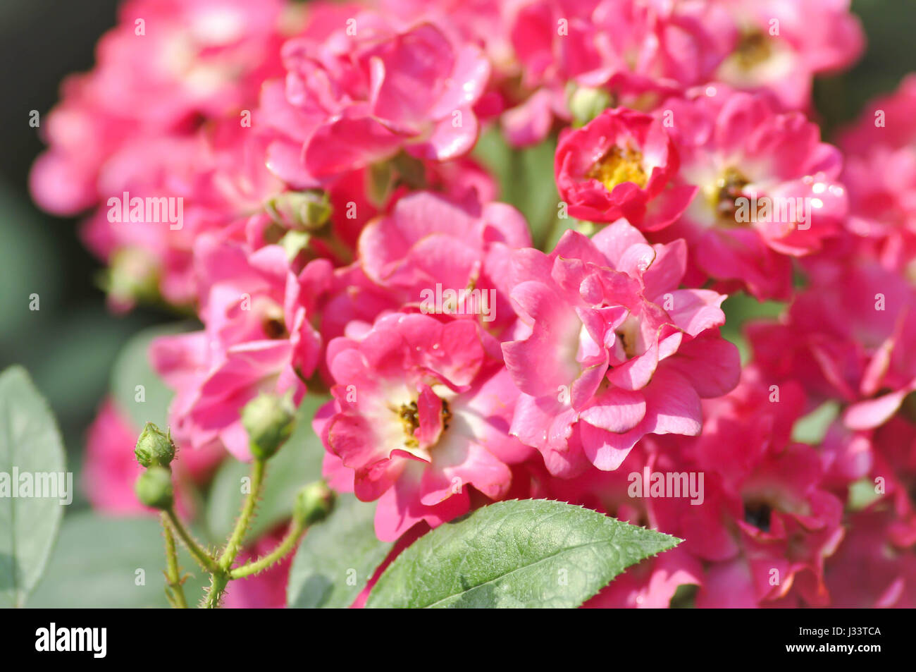 pink roses in the garden Stock Photo - Alamy