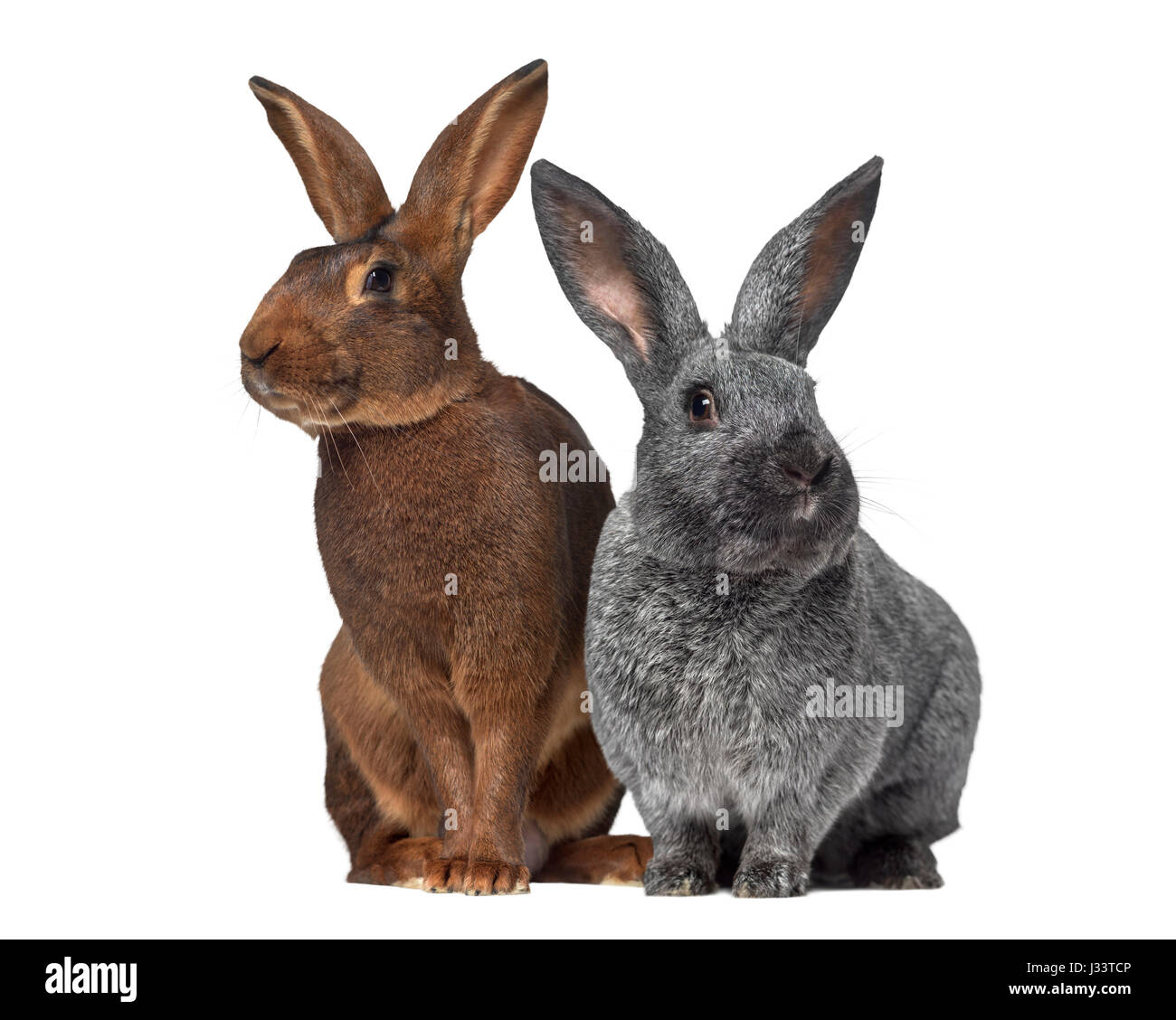 Belgian Hare and Argente rabbit isolated on white Stock Photo - Alamy