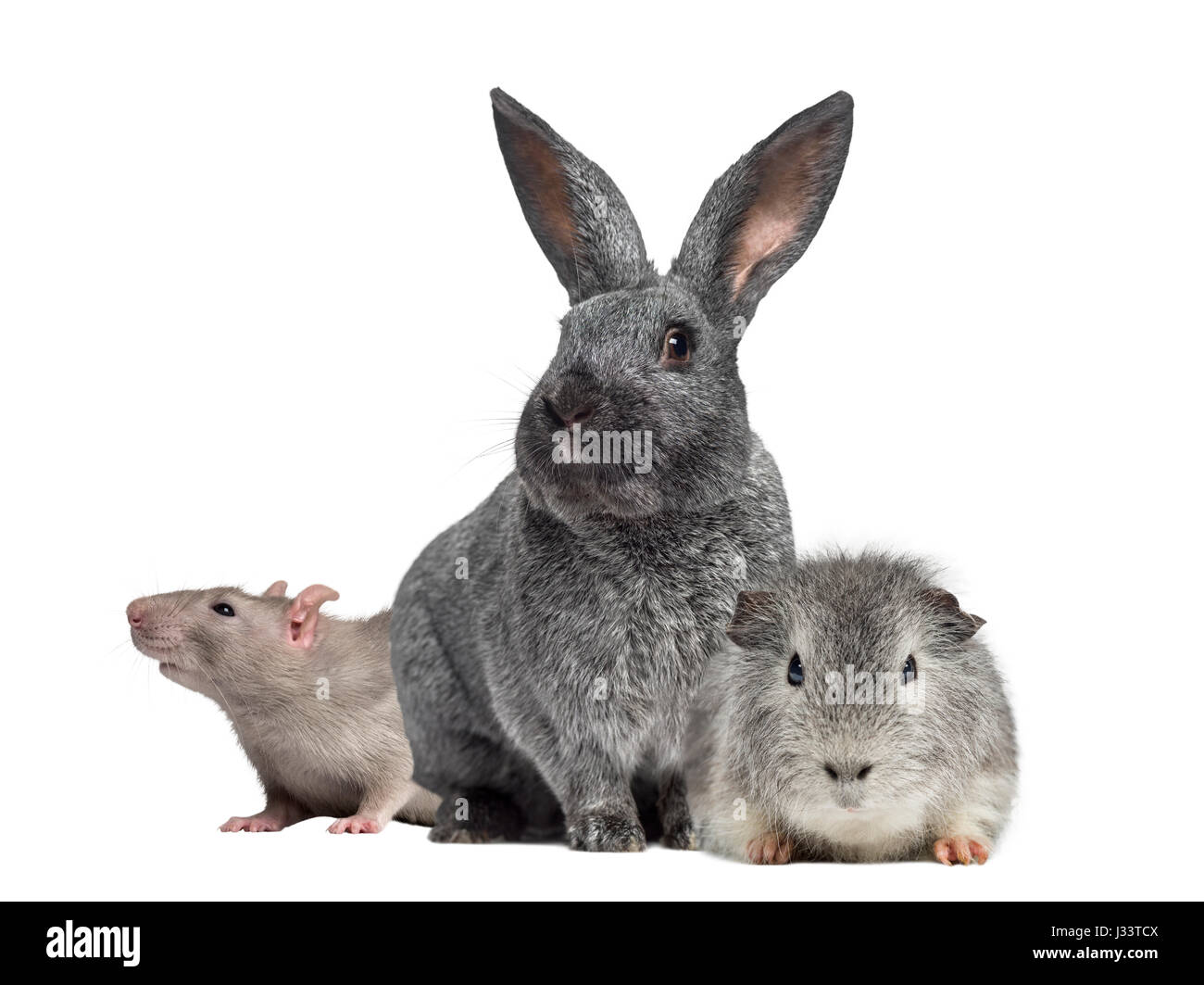 Argente rabbit and Domestic rat and Swiss Teddy Guinea Pig isolated on ...