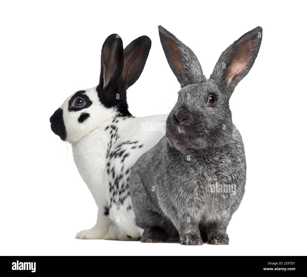 Checkered rabbit and Argente rabbit isolated on white Stock Photo - Alamy