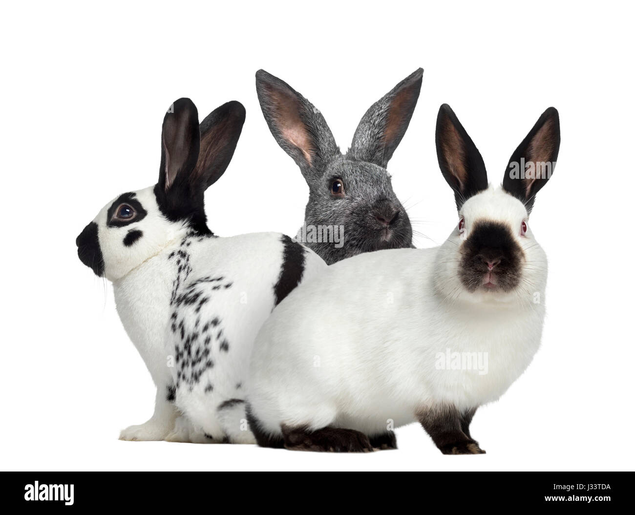 Checkered rabbit and Argente rabbit and Russian rabbit isolated on ...