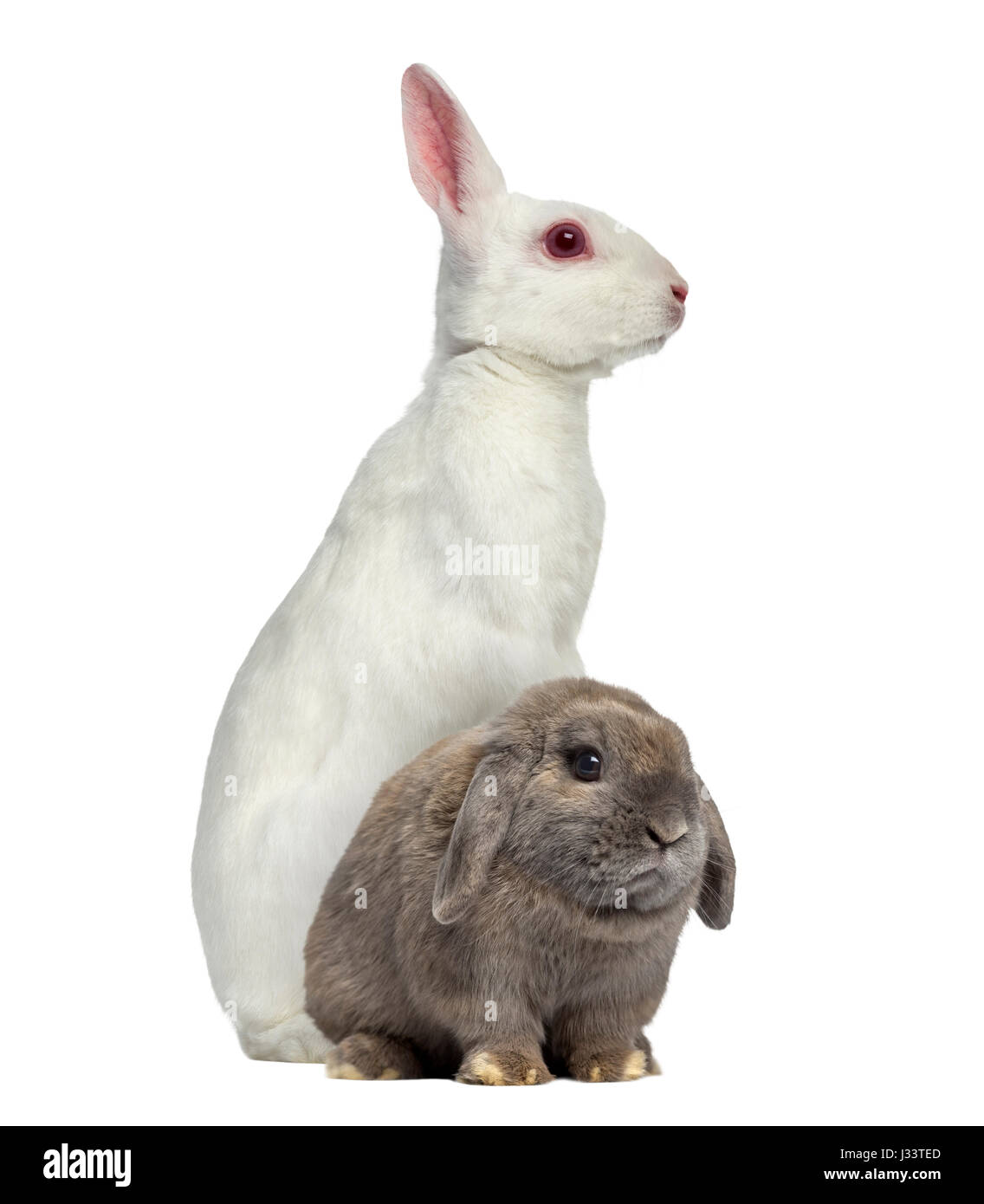 Rabbit standing on hind legs hi-res stock photography and images - Alamy