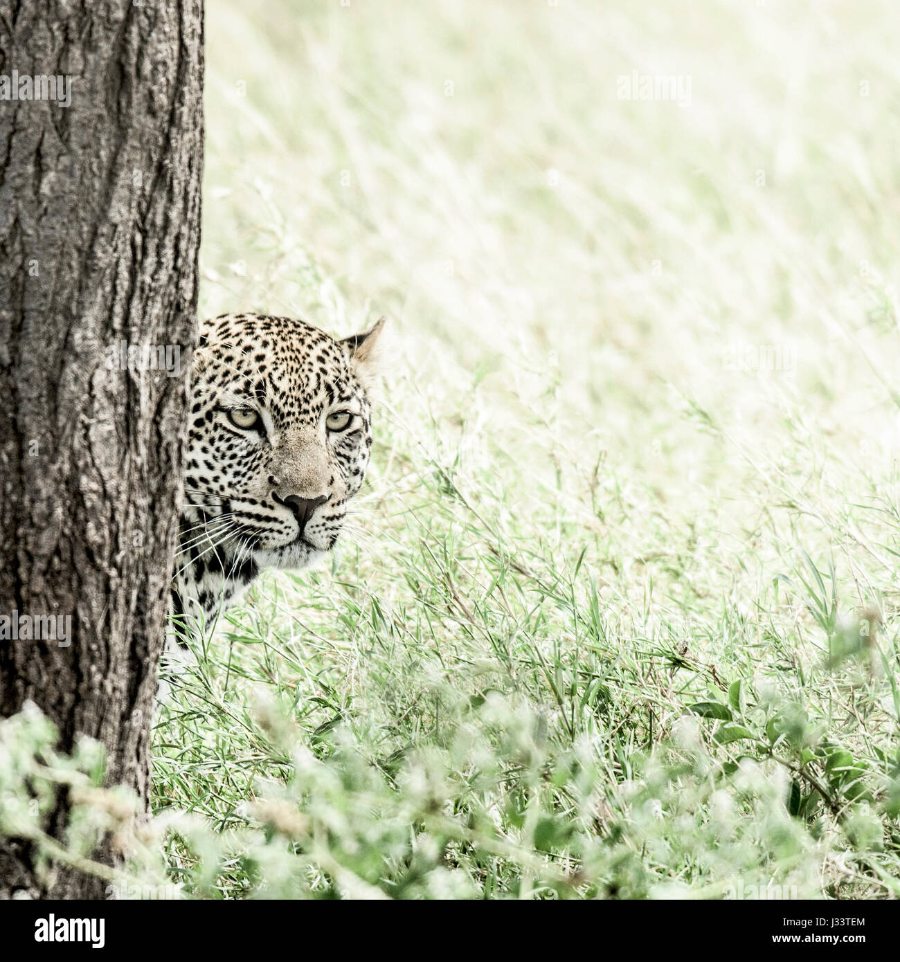 Leopard behind a tree in Serengeti National Park Stock Photo - Alamy