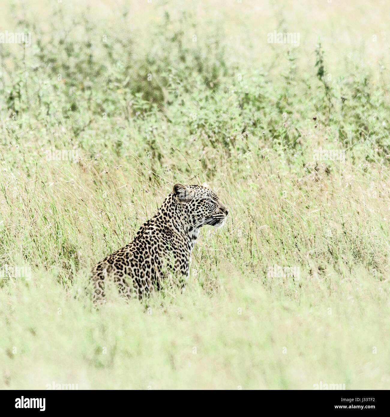 Leopard in grass hi-res stock photography and images - Alamy