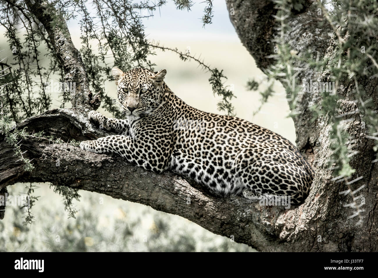 Leopard lying on a tree branch in Serengeti National Park Stock Photo ...