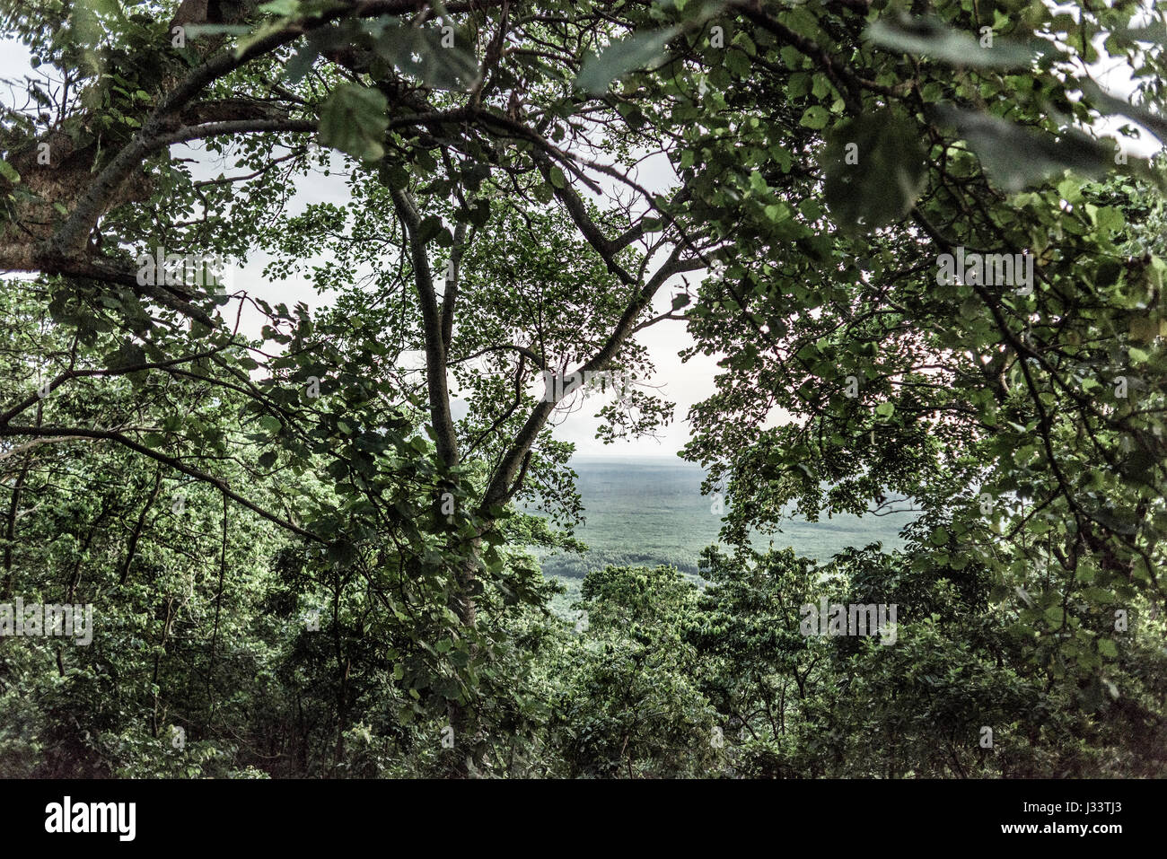 Rdc forest hi-res stock photography and images - Alamy