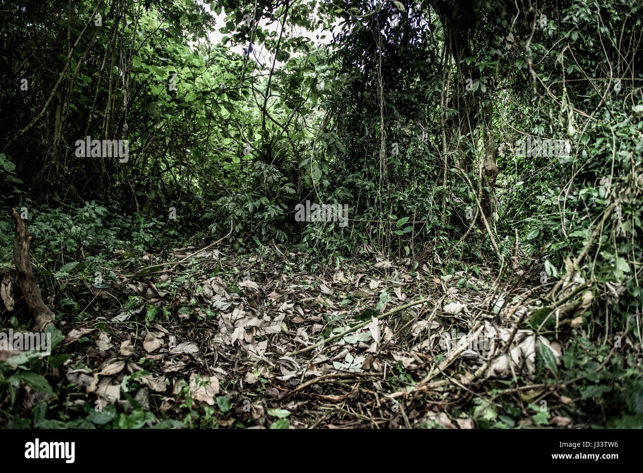 Rdc forest hi-res stock photography and images - Alamy Rdc forest hi-res stock photography and images - Alamy