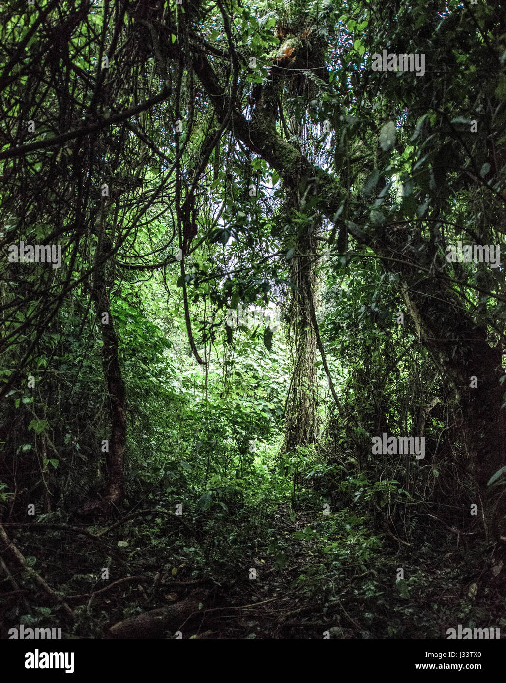 Rdc forest hi-res stock photography and images - Alamy