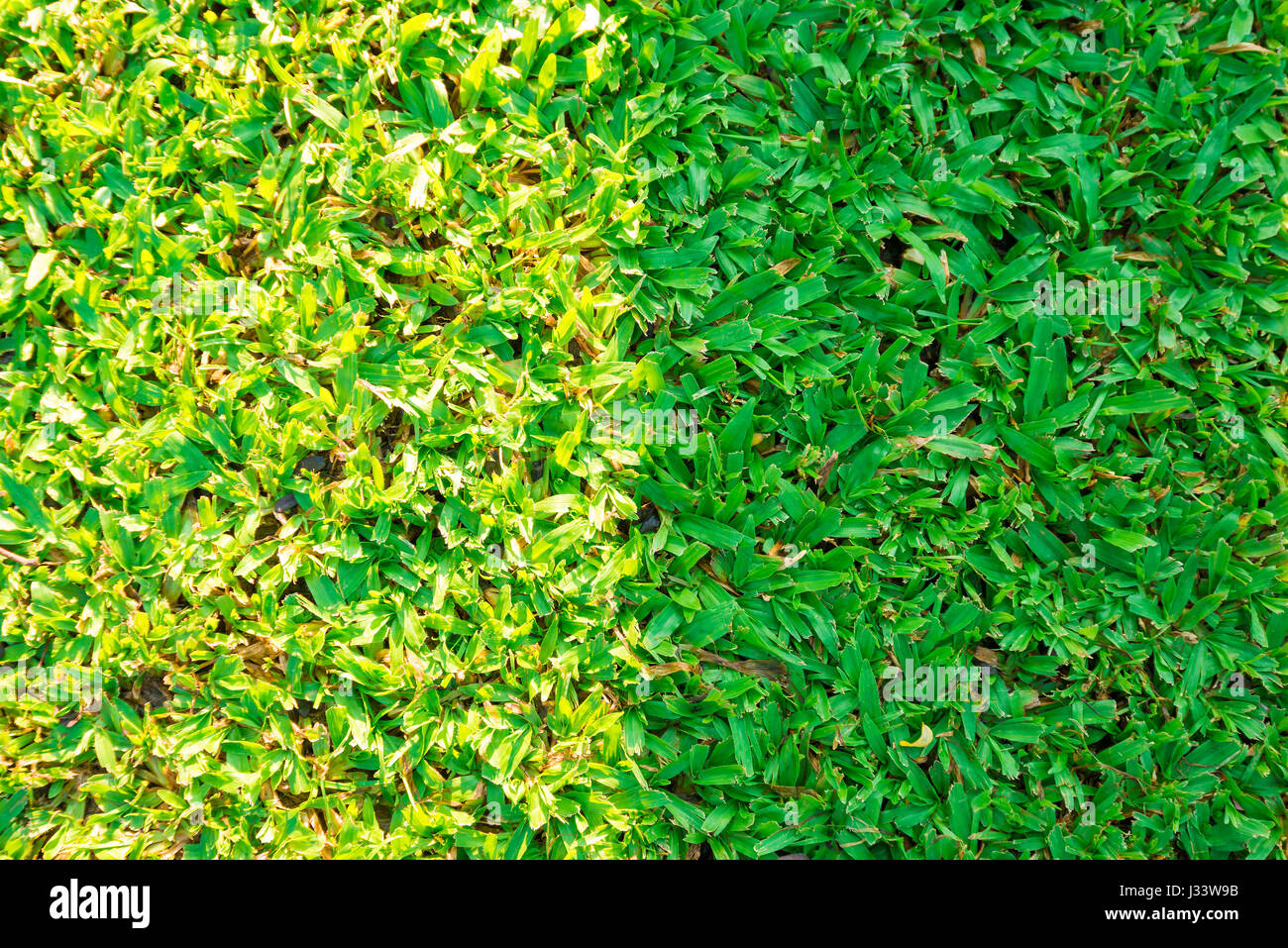 Dark and bright green grass background texture. Two tone green grass ...