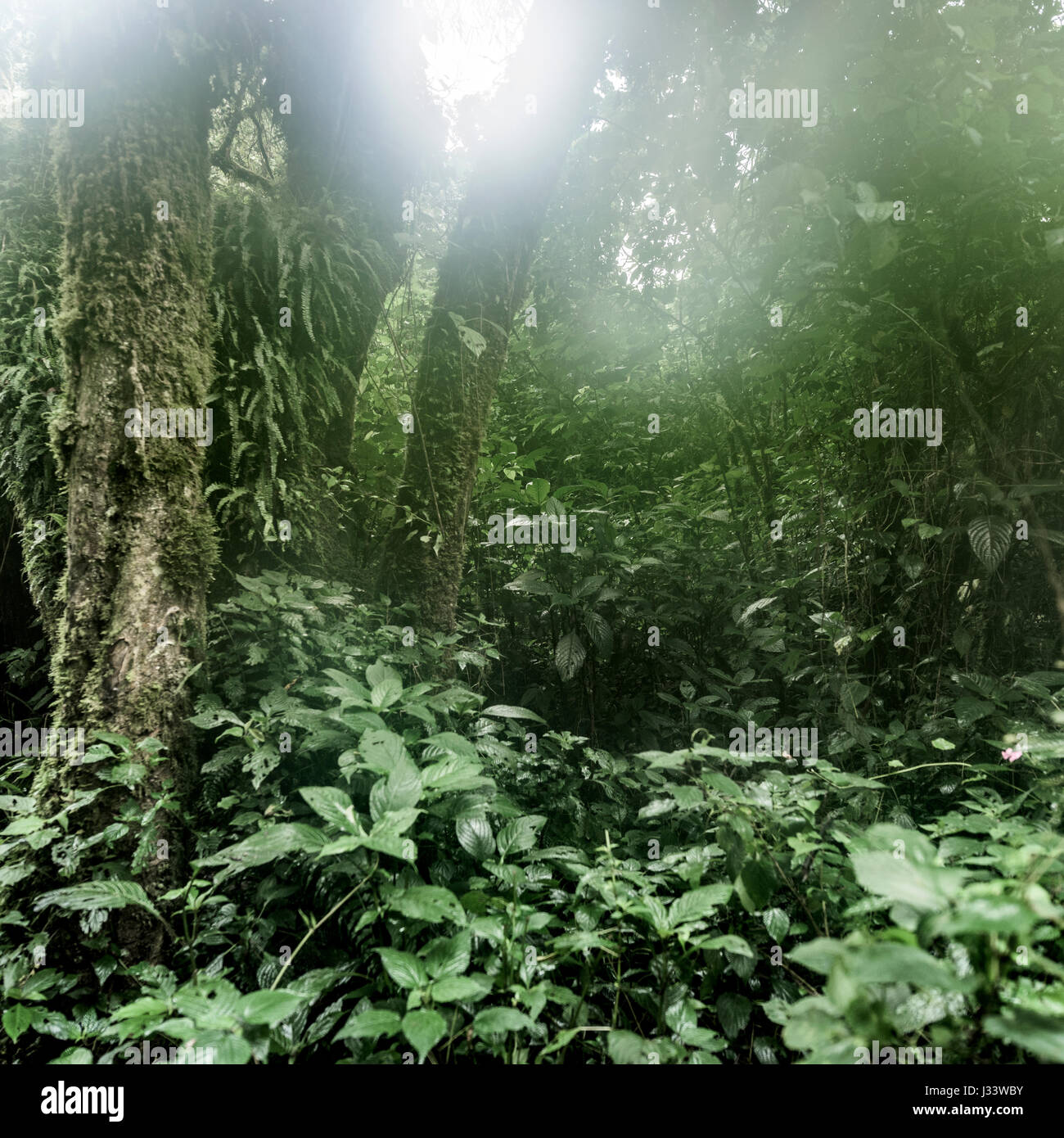 Old growth forest, RDC Stock Photo - Alamy