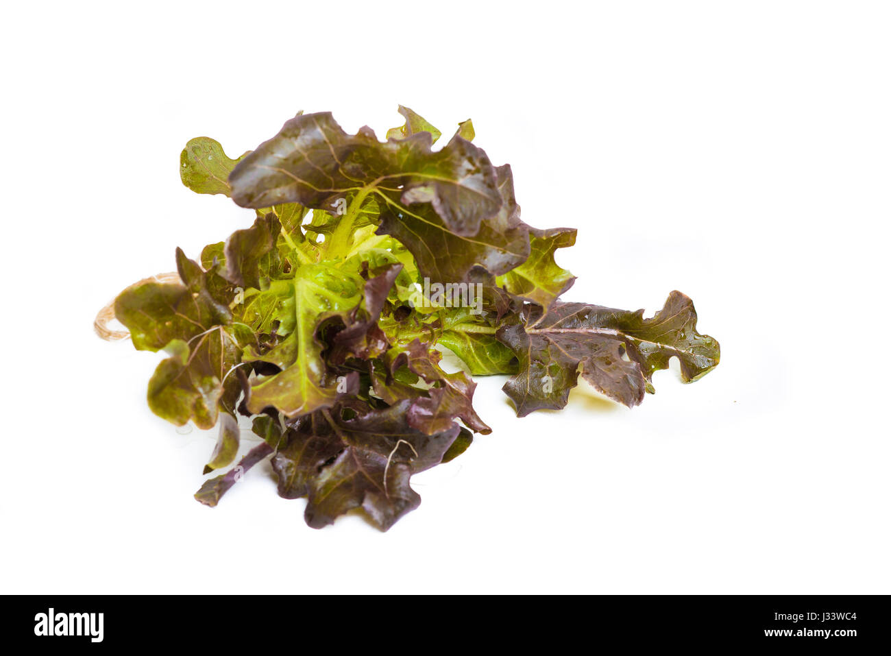 Red oak leaf lettuce on a white background, Salad vegetable Stock Photo ...