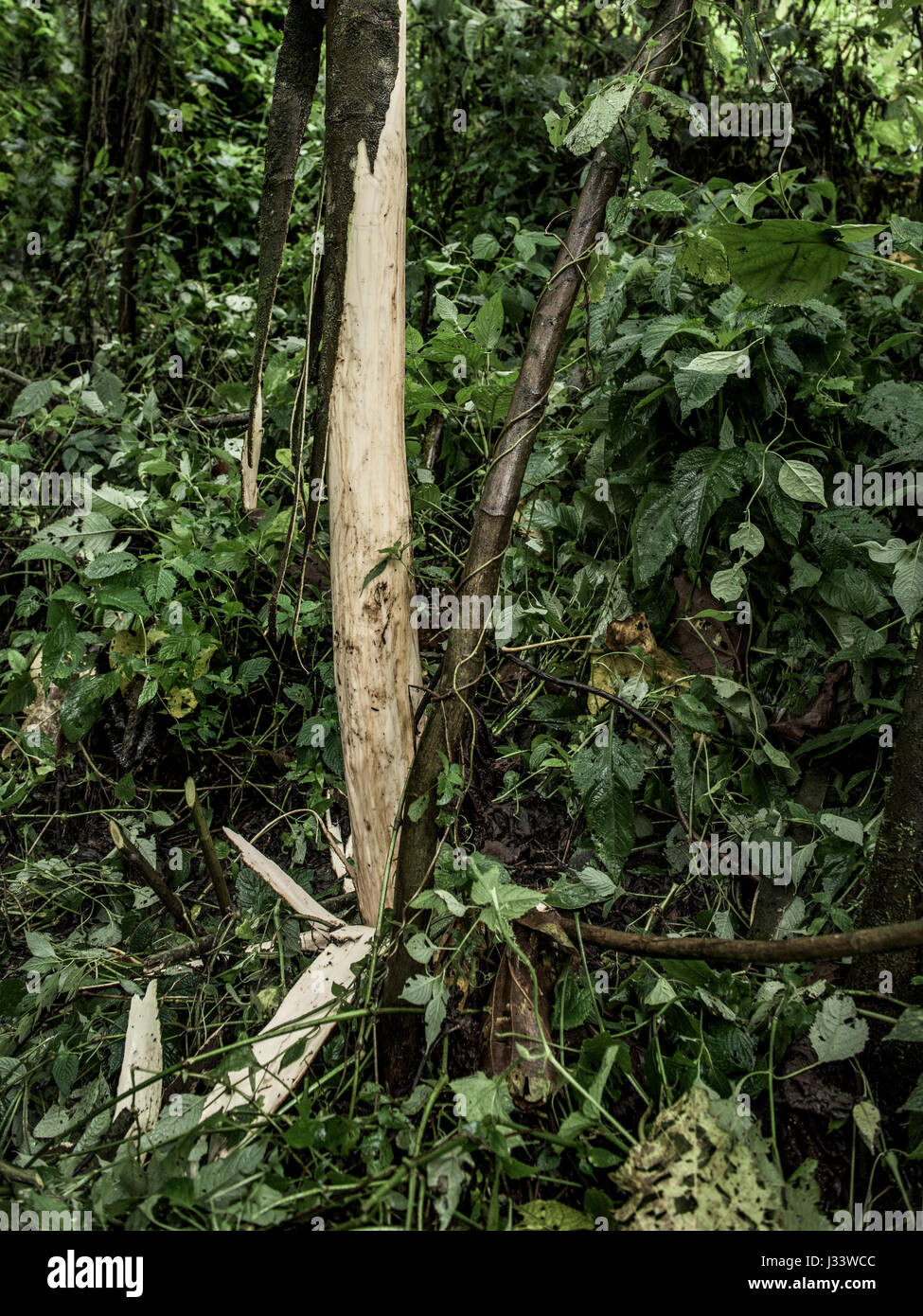 Rdc forest hi-res stock photography and images - Alamy