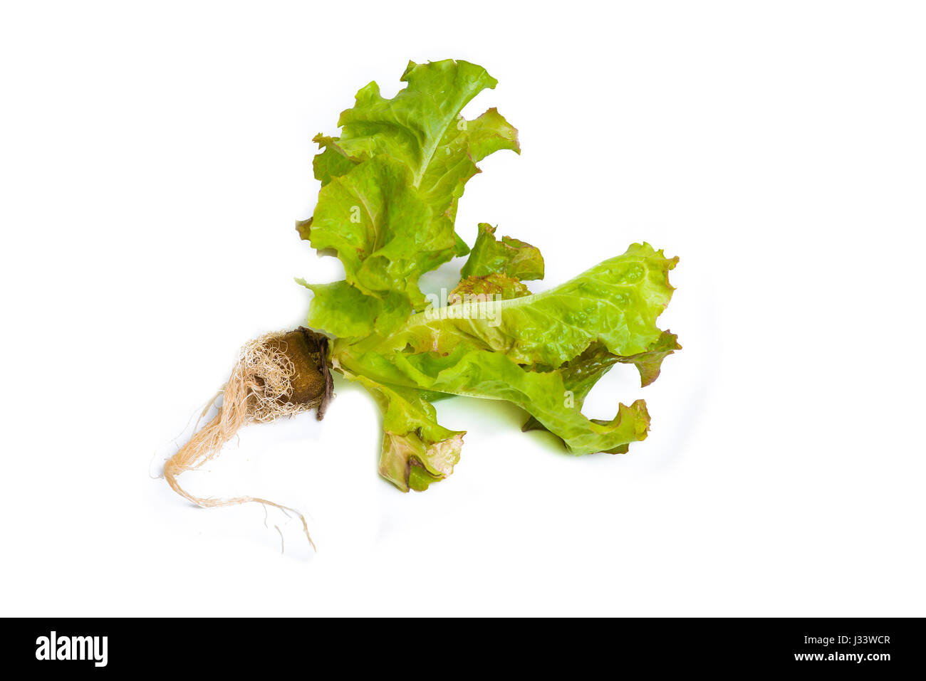 Green Lettuce with root full body isolated on white background Stock ...