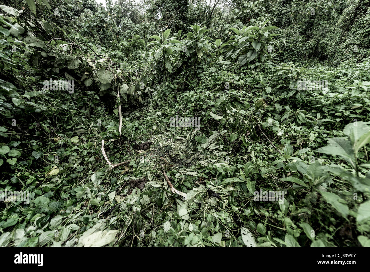 Rdc forest hi-res stock photography and images - Alamy